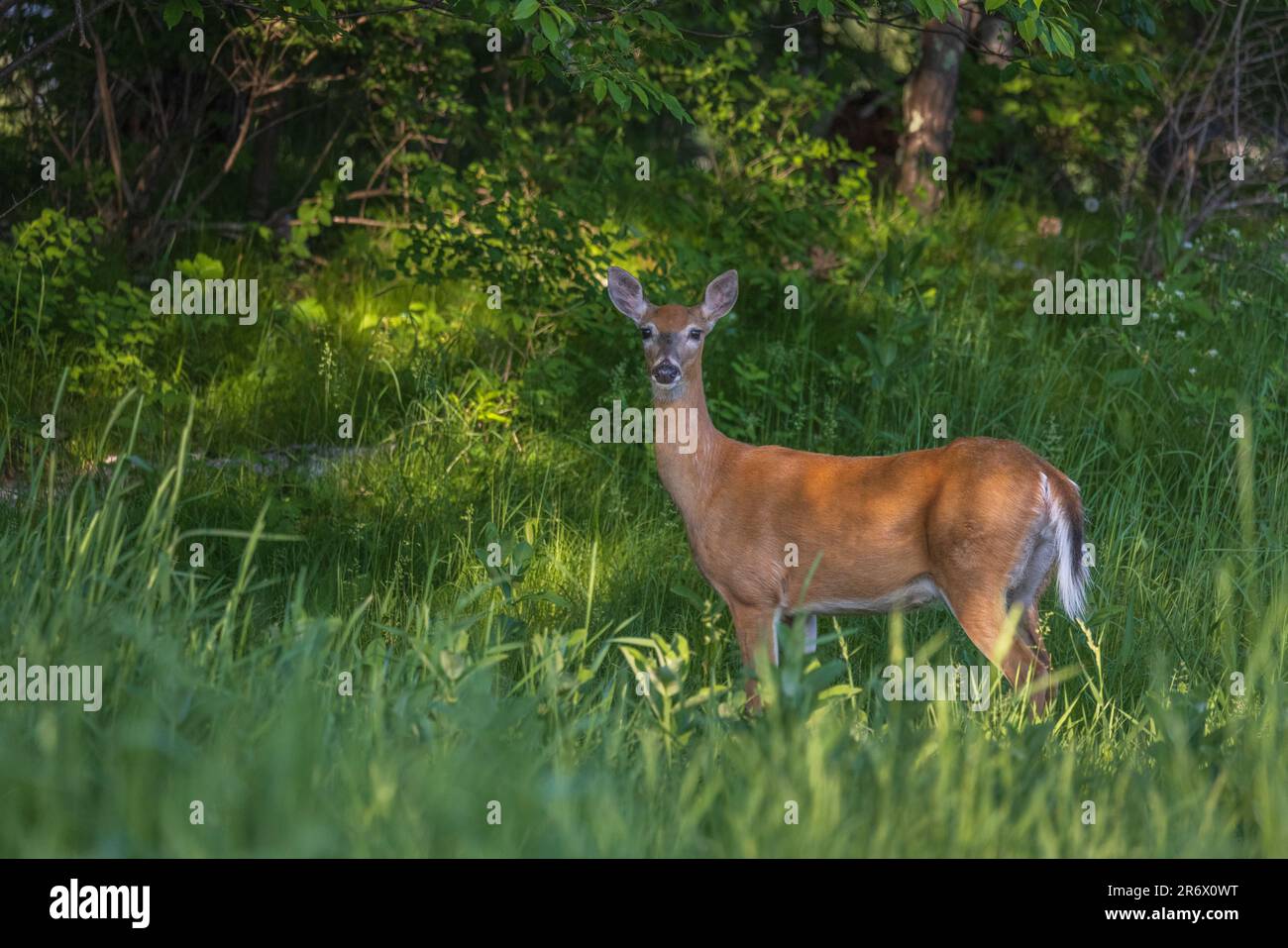 White-tailed doe at the forest's edge in northern Wisconsin Stock Photo ...