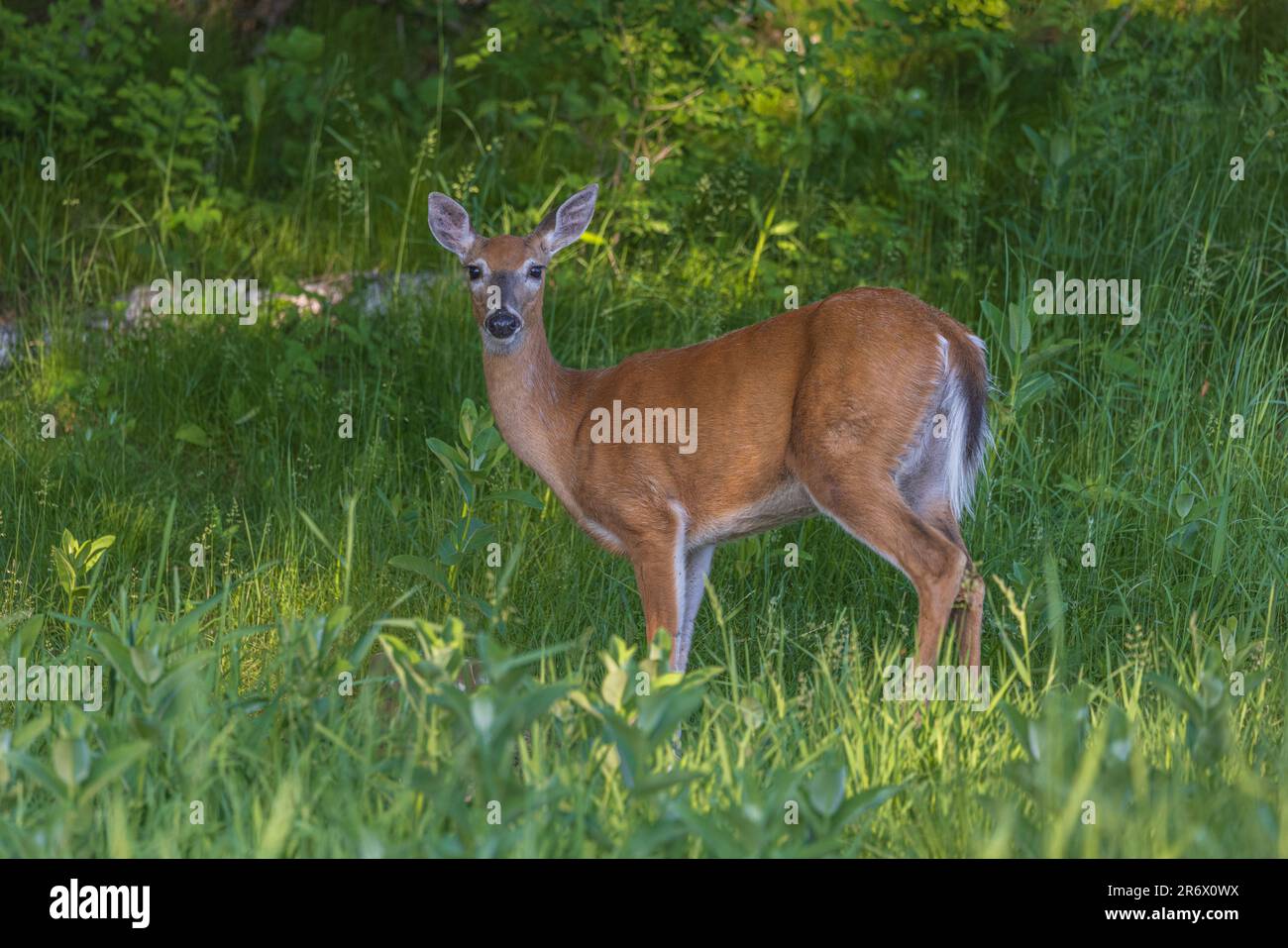 White-tailed doe at the forest's edge in northern Wisconsin Stock Photo ...