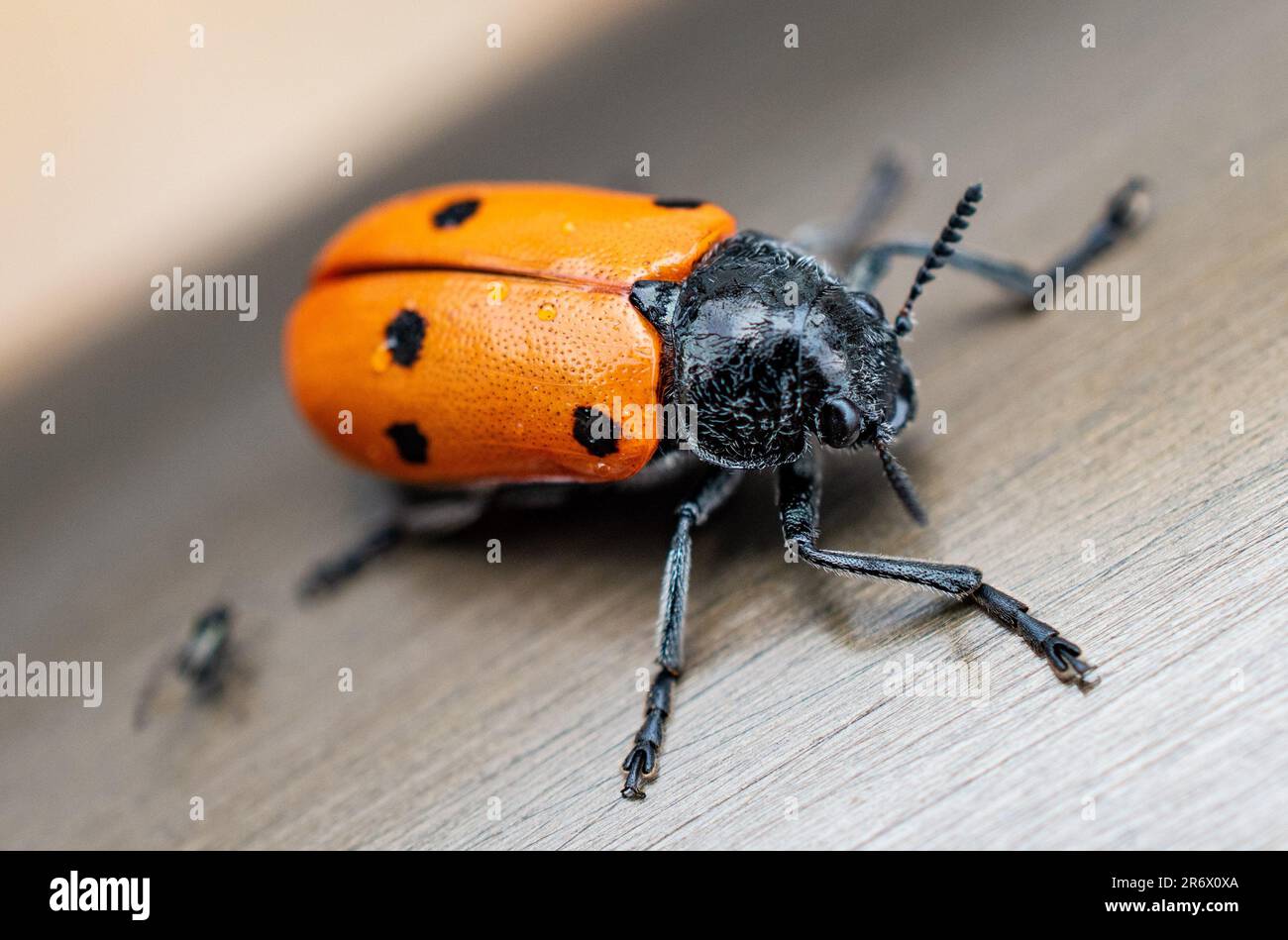 Orange color ladybug hi-res stock photography and images - Alamy