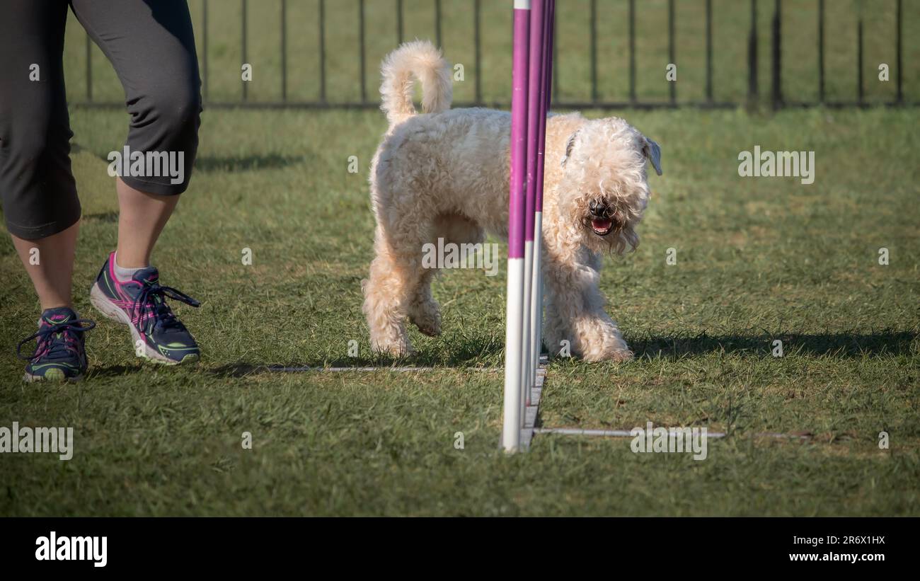 wheaten terrier Dog jumping an obstacle at a dog agility competition ...