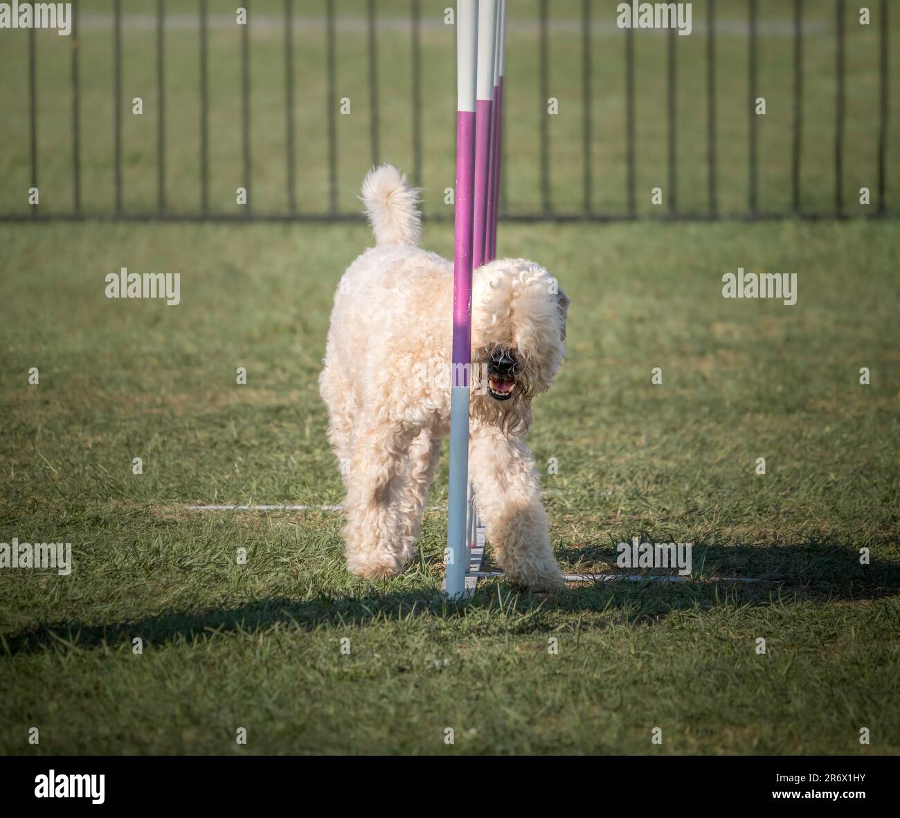 Wheaten terrier puppy hi-res stock photography and images - Alamy