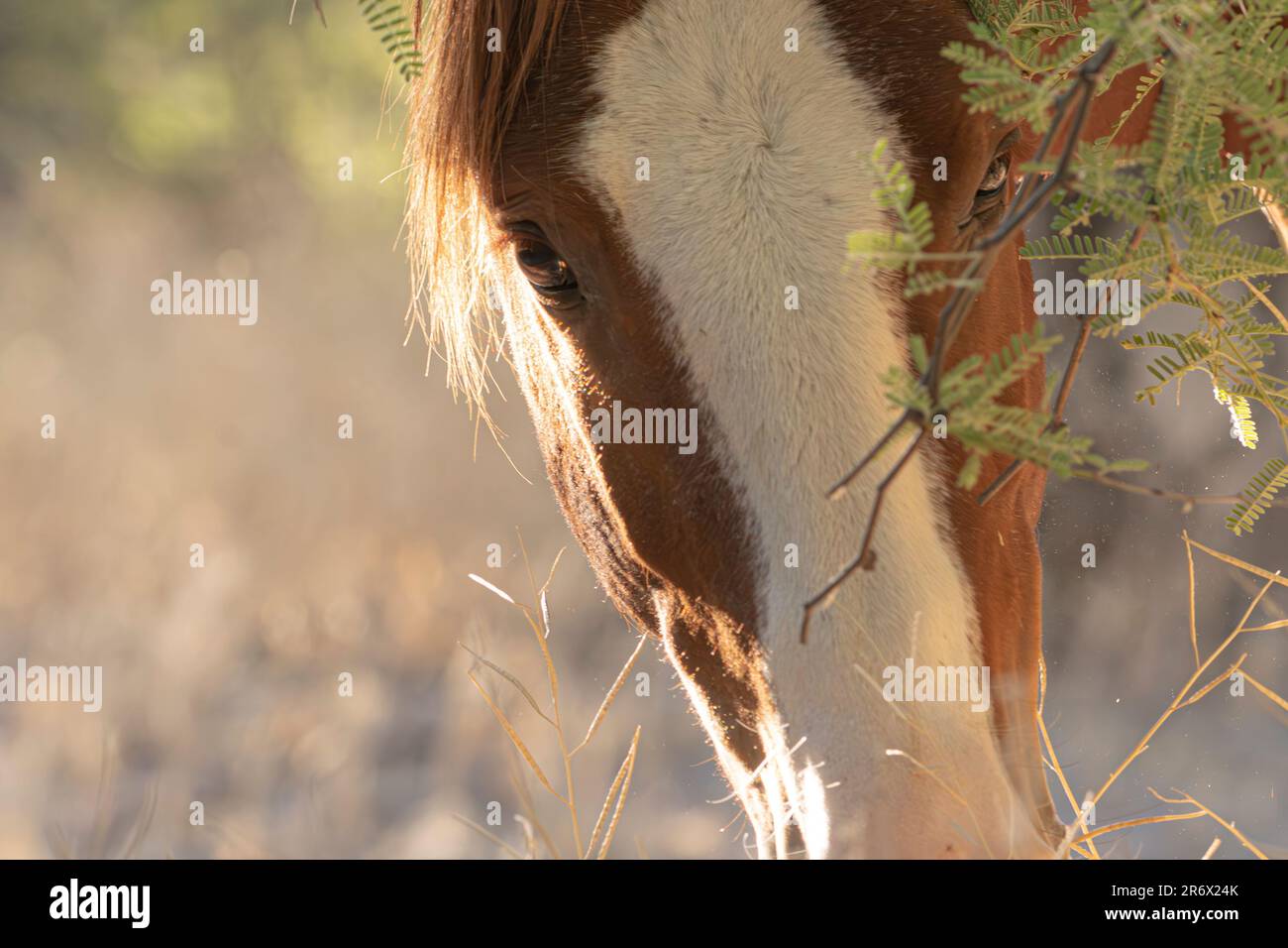 Bit shy hi-res stock photography and images - Alamy