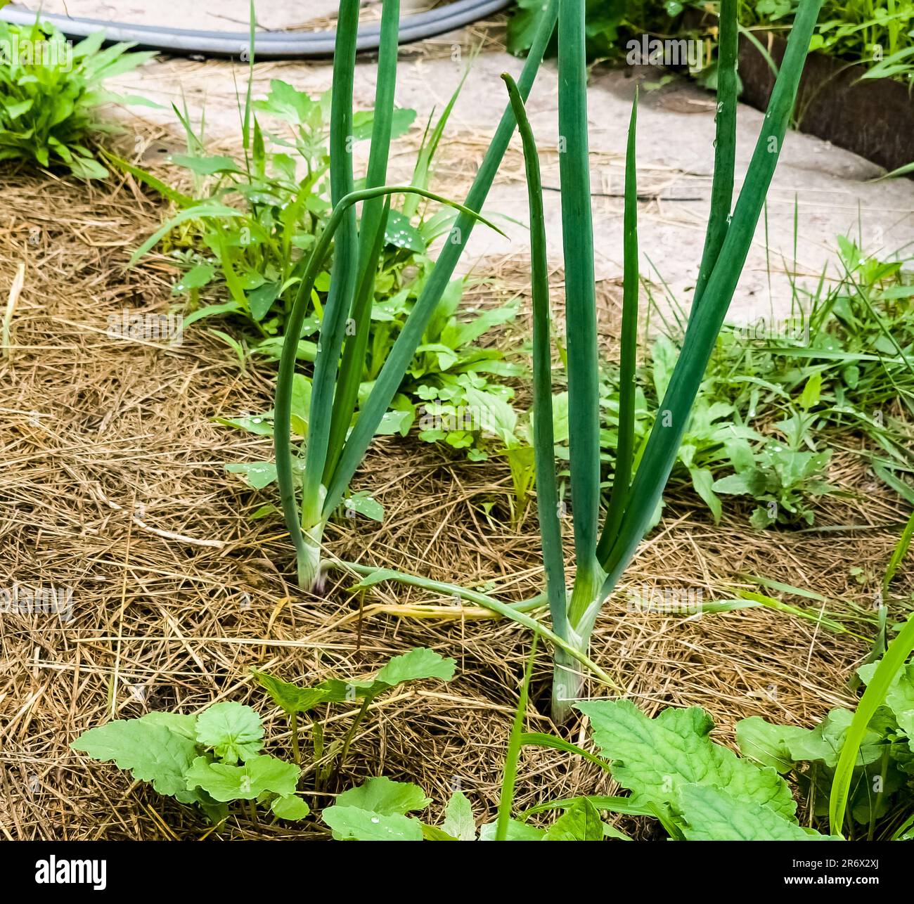 Green fresh long onion grows in the garden. Edible plant, nature ...