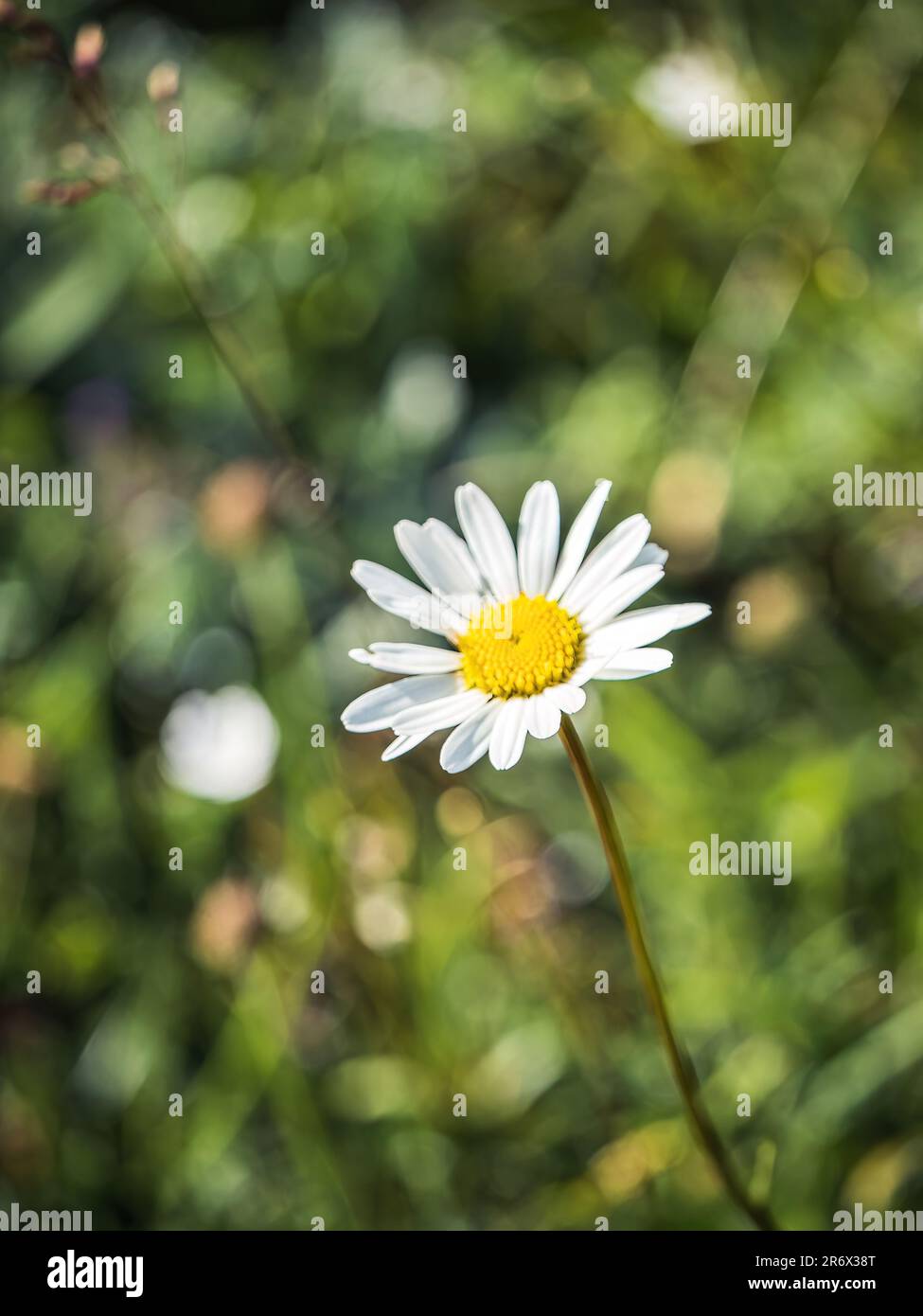 Common daisy flower white wild flower with yellow center blooming ...