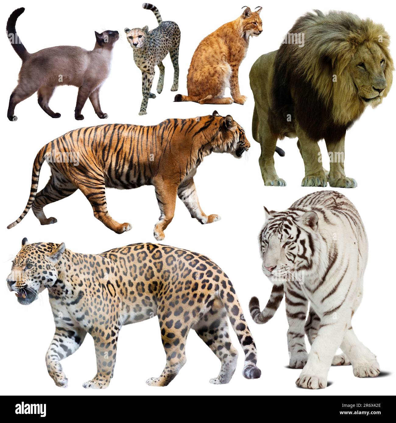 Collage with feline wild mammals on a white background Stock Photo - Alamy