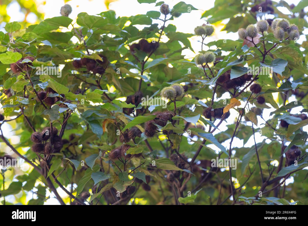 Urucum bixa orellana bixaceae fruits hi-res stock photography and ...
