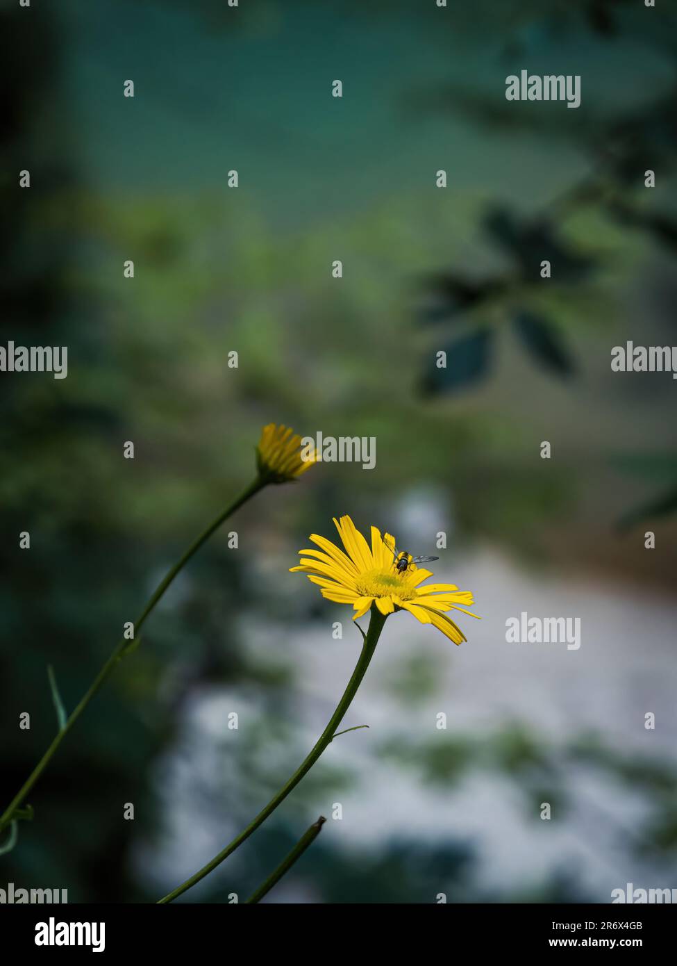 Yellow wildflower leopard's bane with a fly bee insect pollinating ...