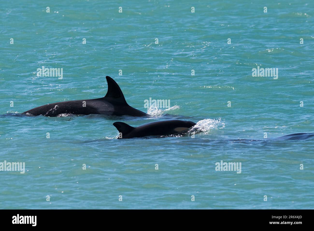 Killer Whale in Peninsula Valdes, Chubut Province, Patagonia, Argentina ...
