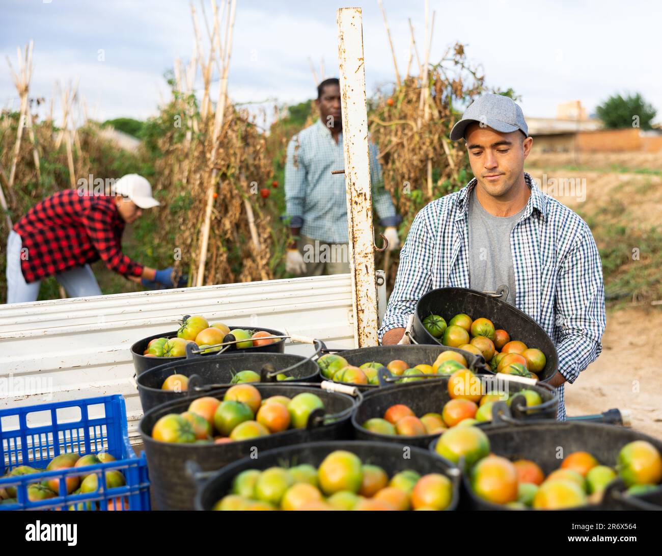 Male worker puts bucket with harvest of ripe tomatoes on back of a ...