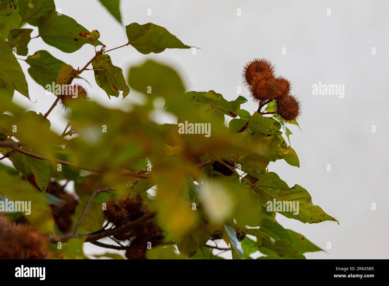 Annato plant also knows as urucum. This is a reddish-colored condiment ...