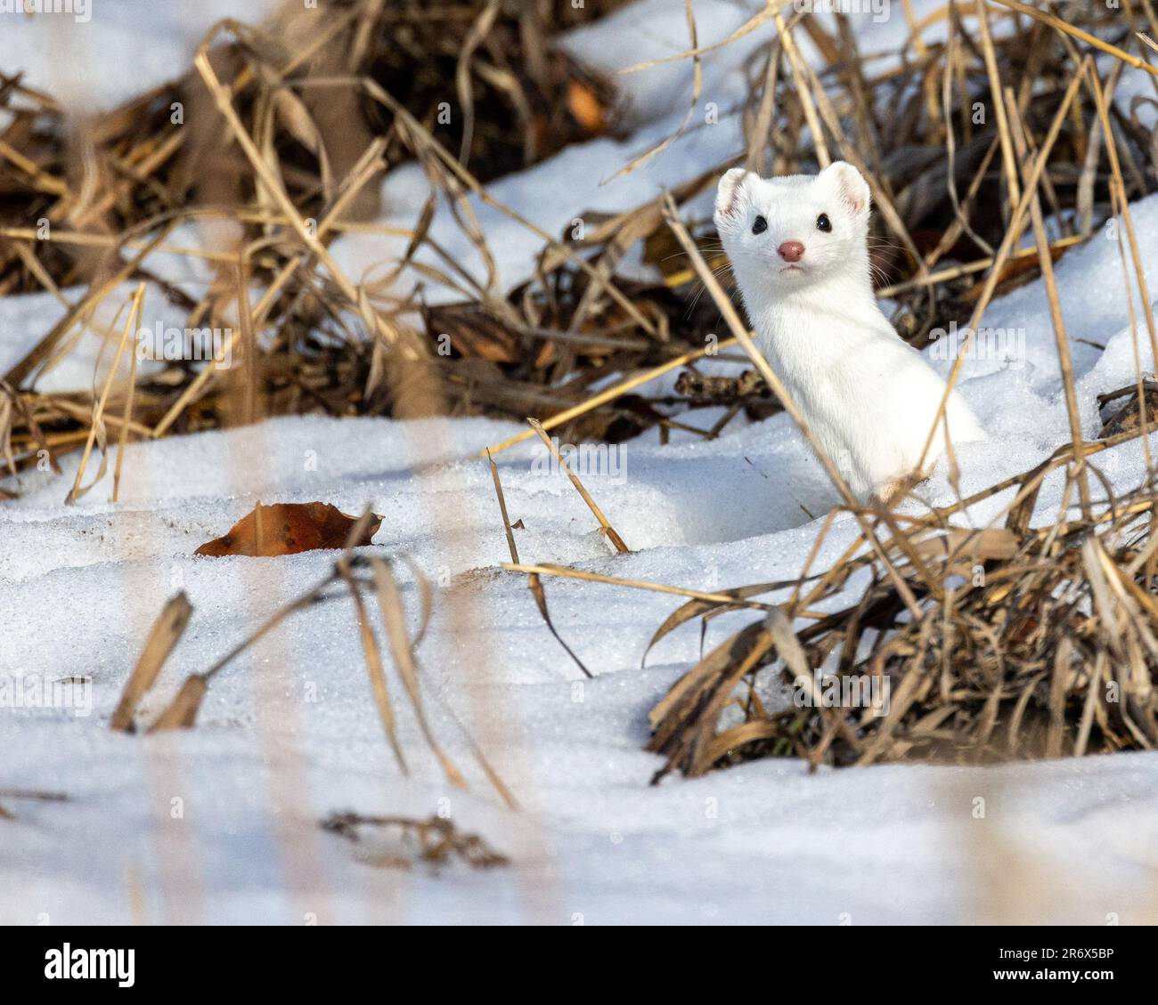Ferrets Playing In Snow