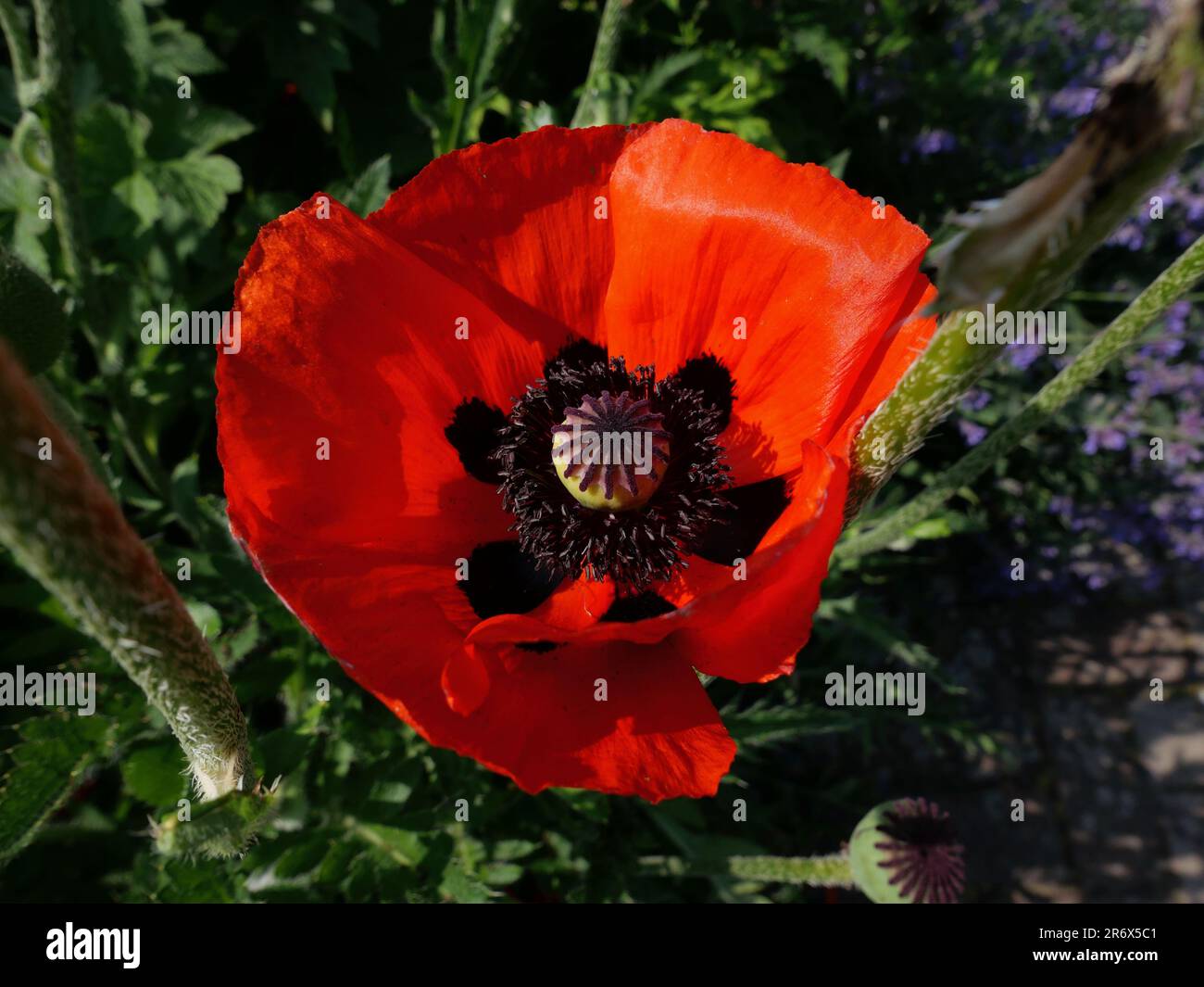 Deep red poppy hi-res stock photography and images - Alamy