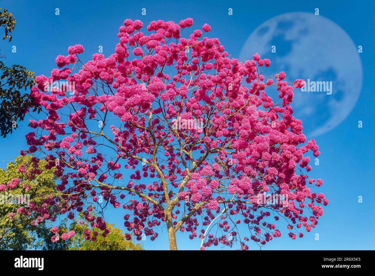 (Handroanthus heptaphyllus) Close up of beautiful Pink Trumpet Tree ...