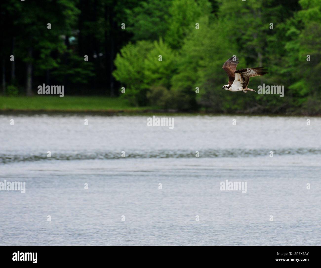 Osprey in flight hi-res stock photography and images - Alamy