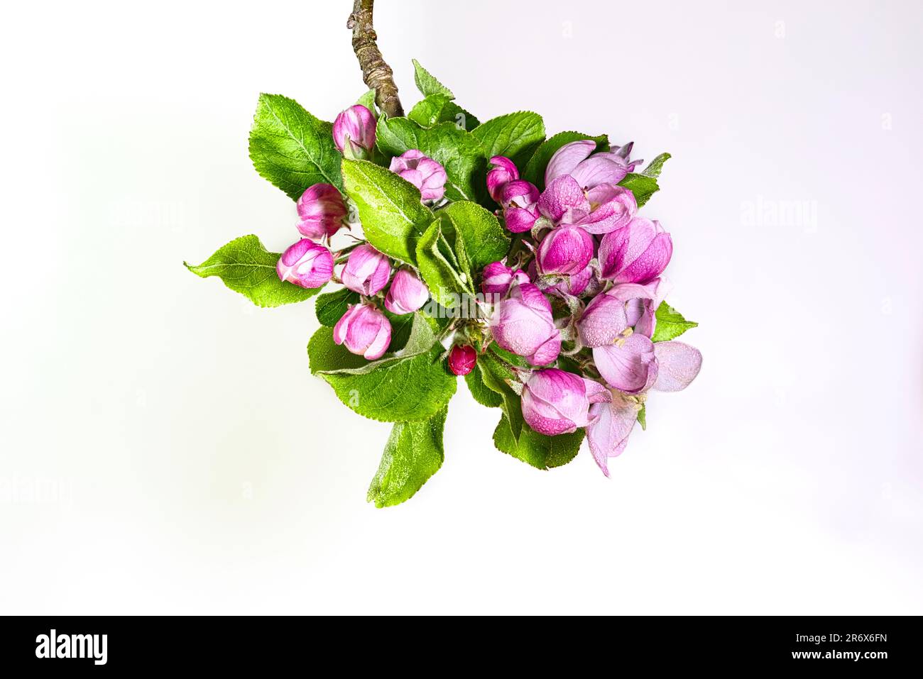 Stacked macro photo of Apple flower bunch with leaves and water ...