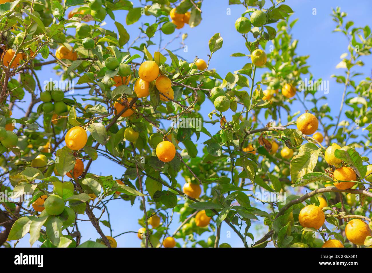 Lemon tree branches with fruits . Yellow lemons growing on the tree ...