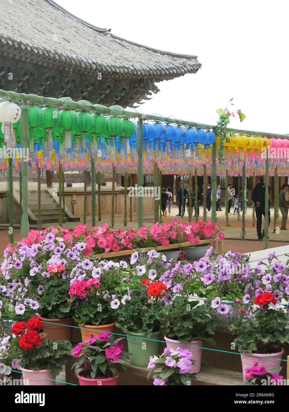 Colourful scene of bright flowers in pots and lotus lanterns hanging ...