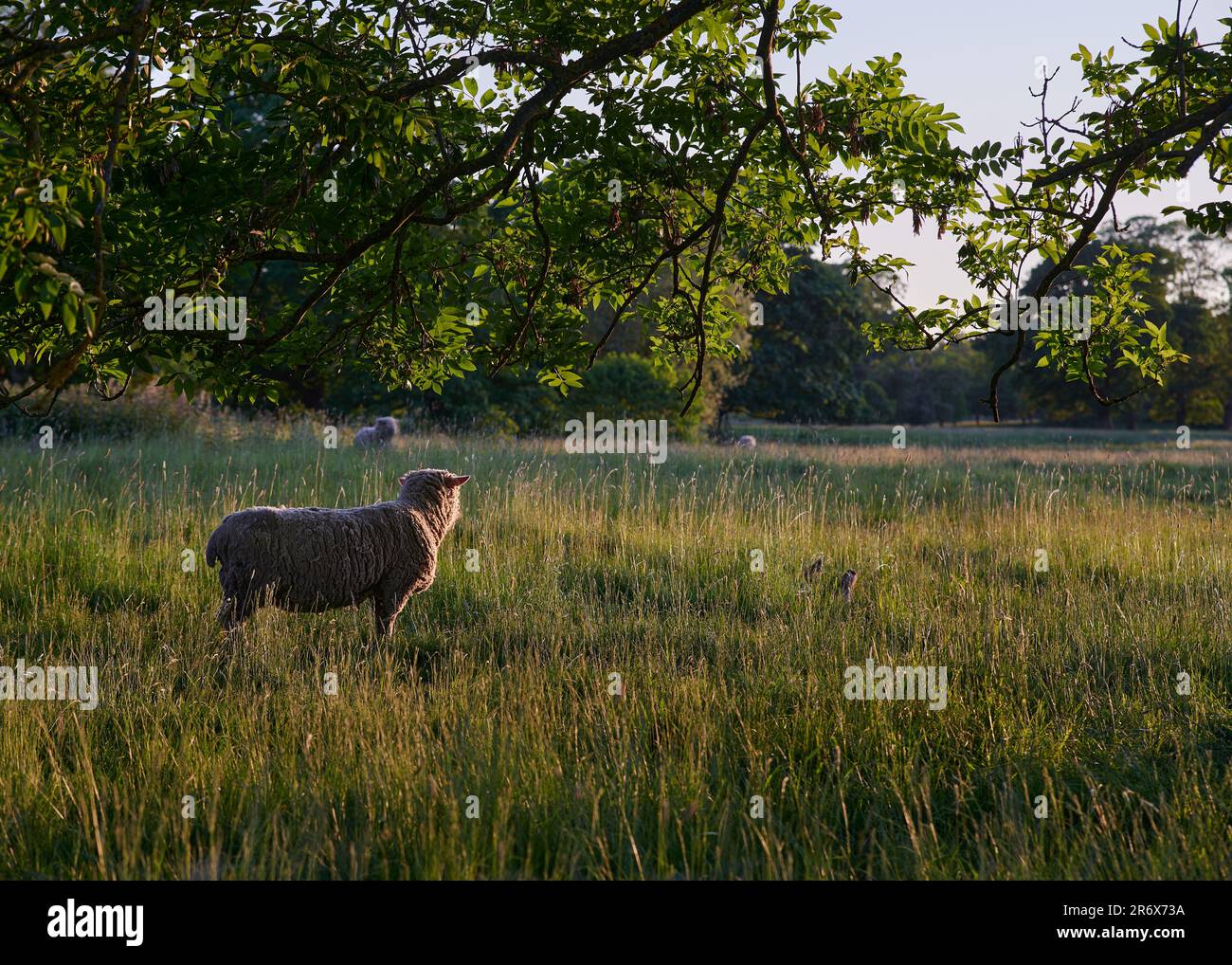Sheep in a field under a tree in the countryside during early evening ...