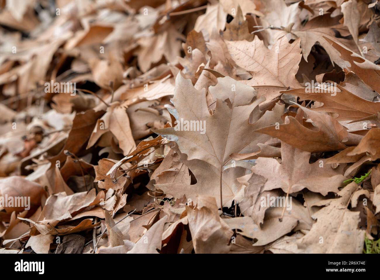 pile of dry leaves, dried leaves Stock Photo - Alamy
