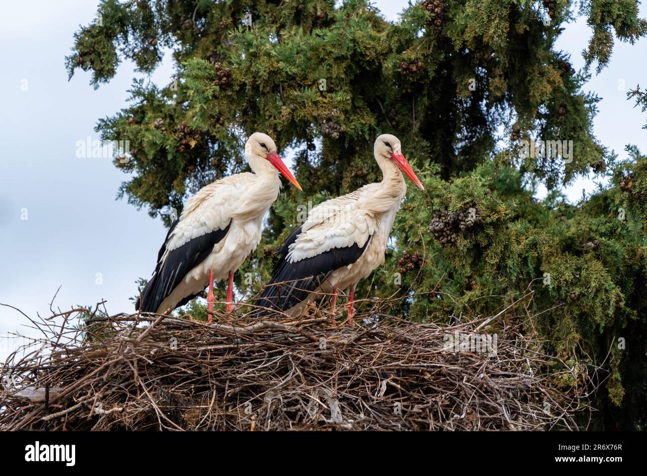 Two storks sit in a nest in Turkey Stock Photo - Alamy