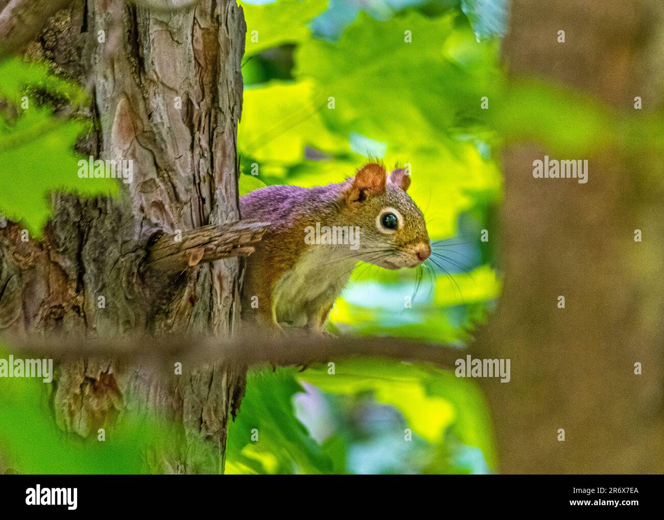 Red Squirrel. She jumped on a tree in a beautiful wild Canadian forest ...