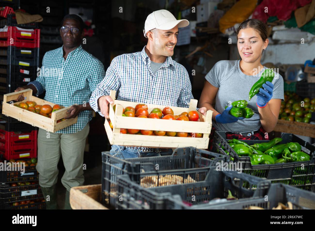 Team of vegetable farm workers sorting harvested tomatoes and peppers ...
