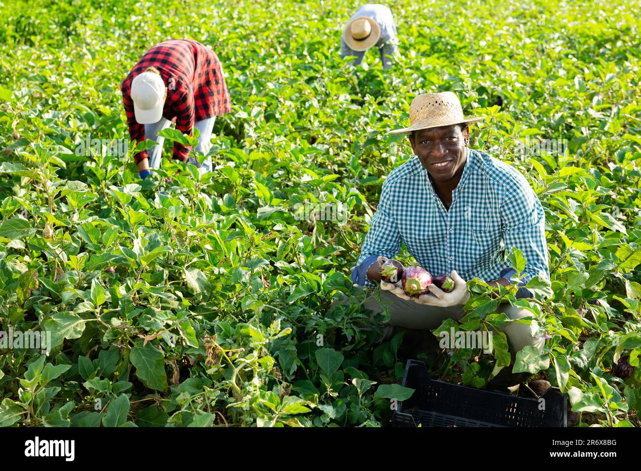 African eggplant farmer hi-res stock photography and images - Alamy