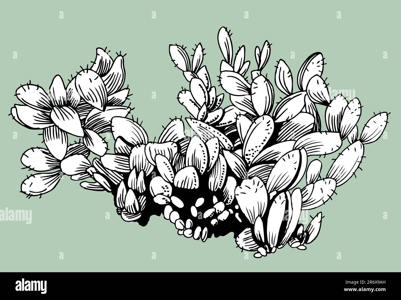 Hand drawn desert cactus Stock Vector Images - Alamy