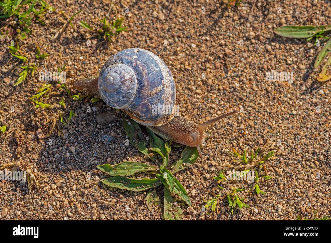 A Lone Snail Wandering the Trail in Point Reyes National Seashore in ...