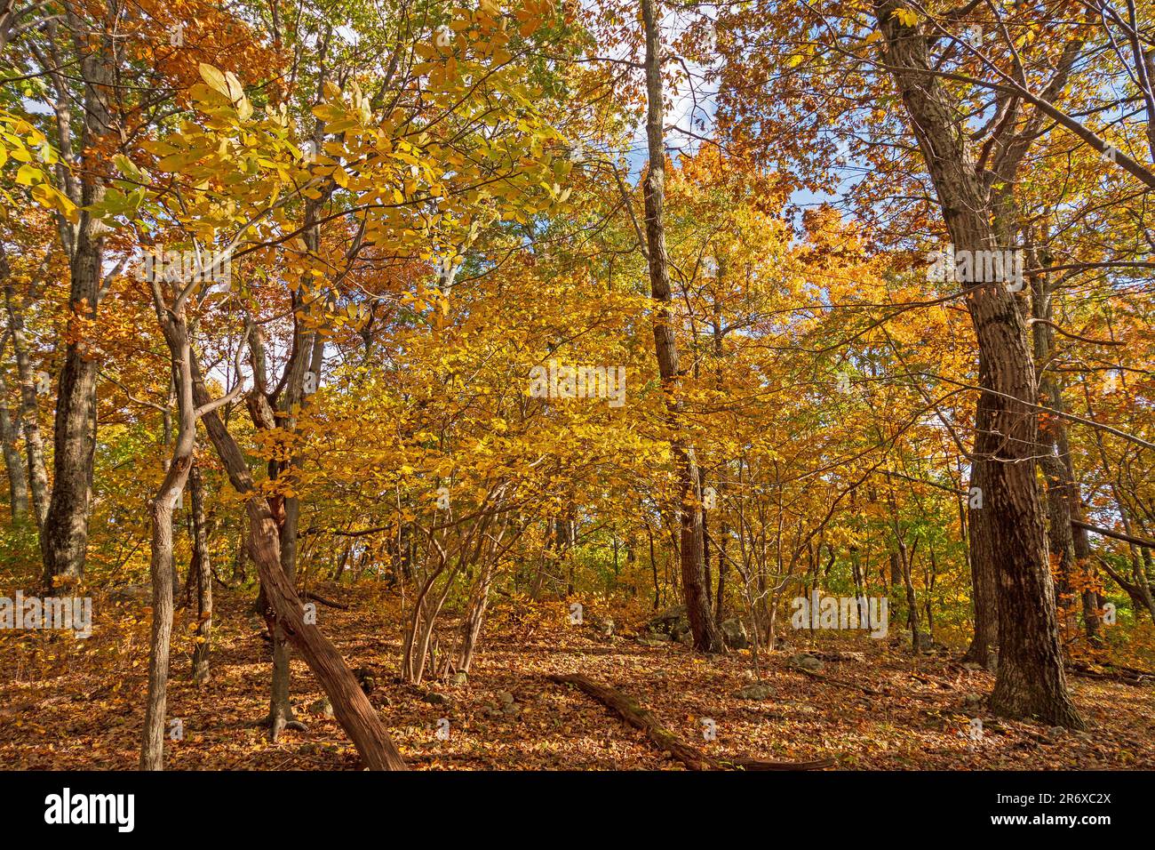 Yellow Forest in a Secluded Glade in Shenandoah National Park in ...