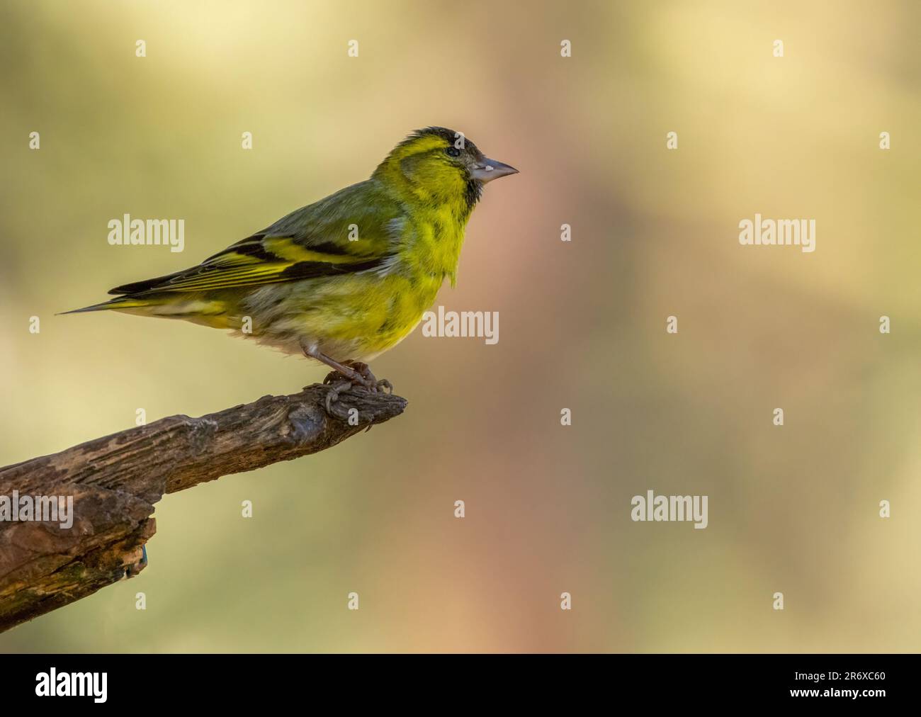 A small black bird perched on a grassy and leafy ground, illuminated by ...