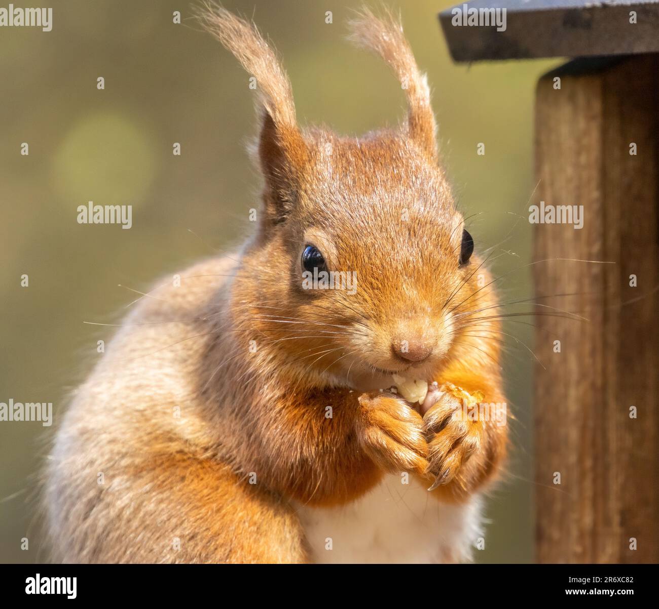 An adorable red Scottish squirrel sits contentedly on a tree branch ...