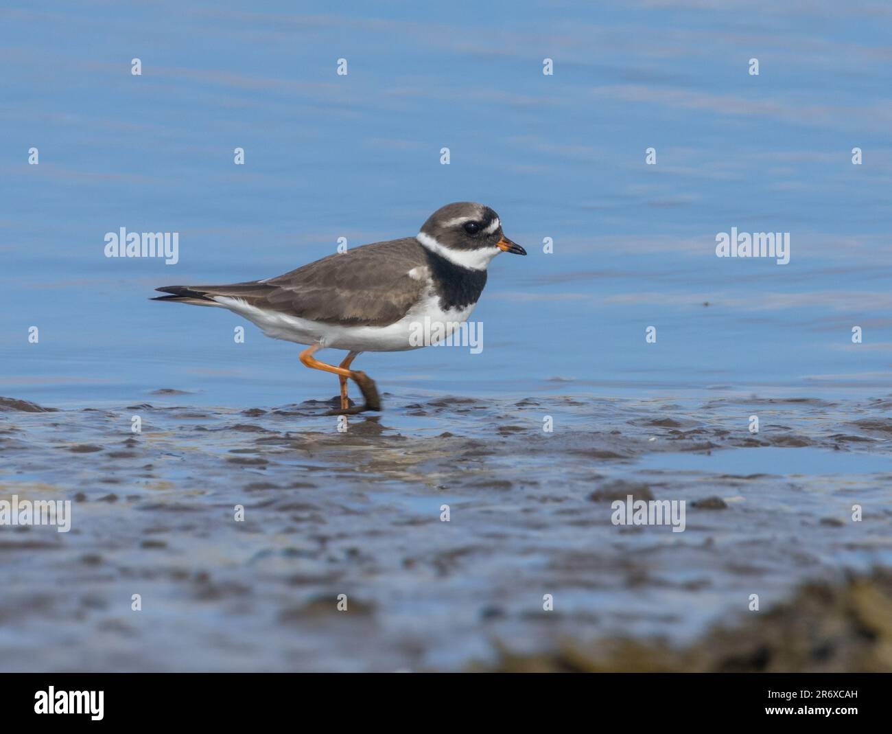 A majestic Ringed plover bird perched atop a large rock in a tranquil ...