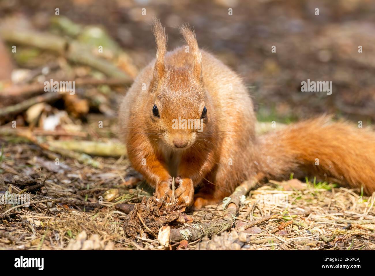 An adorable red Scottish squirrel sits contentedly on a tree branch ...