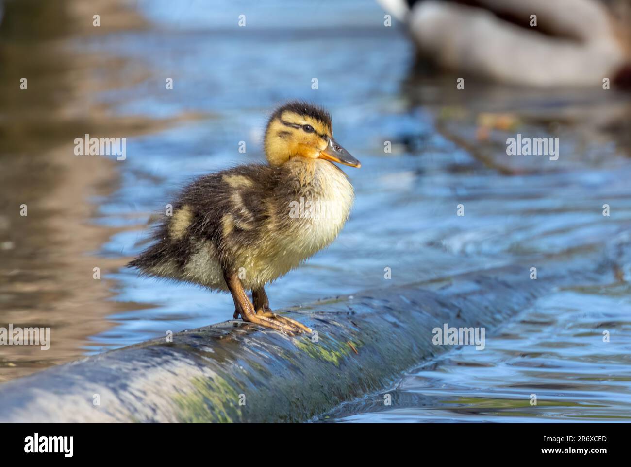 A tranquil scene of a peaceful duck floating calmly on the surface of a ...