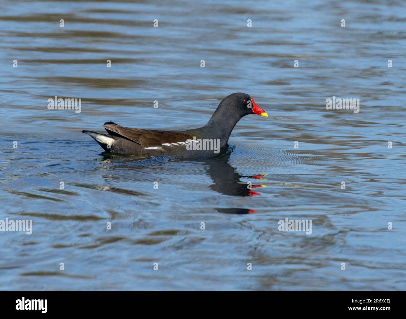 A mallard duck is shown floating on the surface of the still water ...