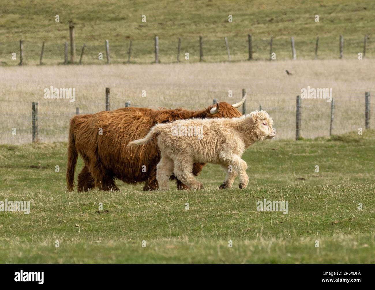 Scottish highland cow and her white calf playing in a field Stock Photo ...