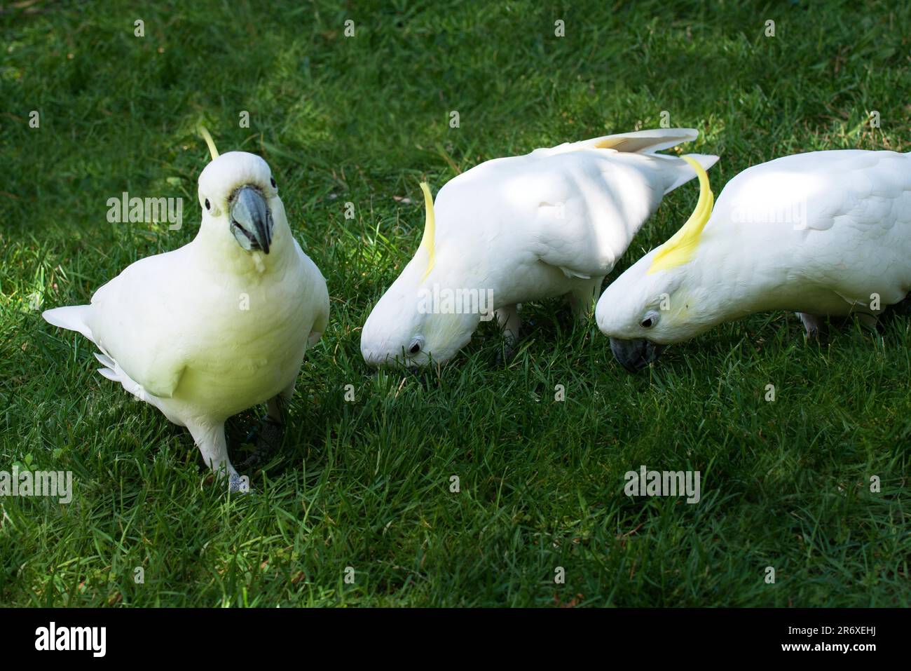 Cockatoo katoomba falls blue mountains hi-res stock photography and ...