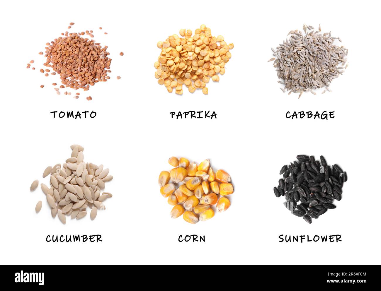 Set of vegetable seeds and its names on white background, top view ...