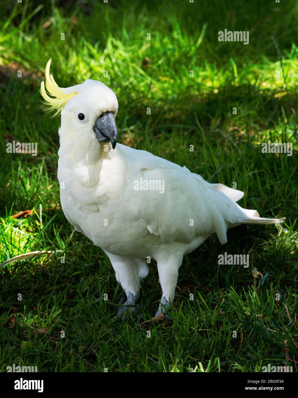 Cockatoo katoomba falls blue mountains hi-res stock photography and ...
