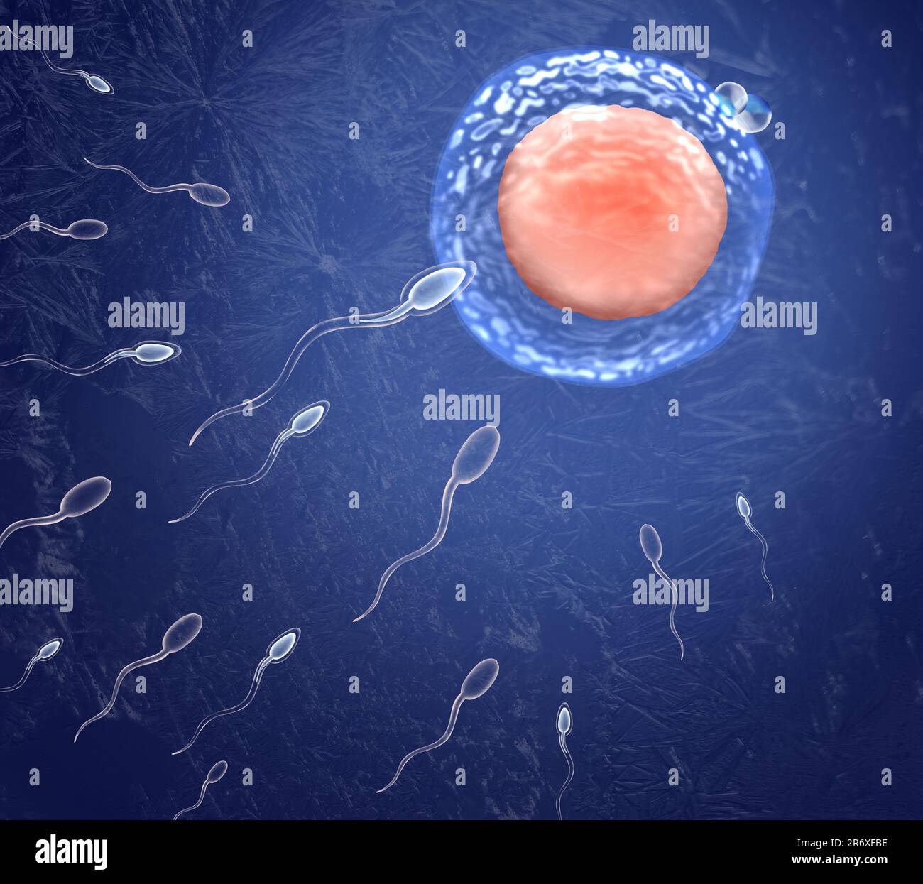 Cryopreservation of genetic material. Sperm cells and ovum on blue ...