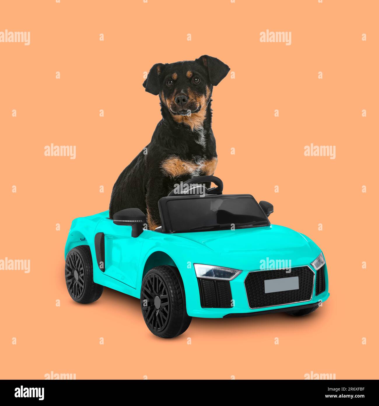 Adorable puppy in toy car on pale orange background Stock Photo - Alamy
