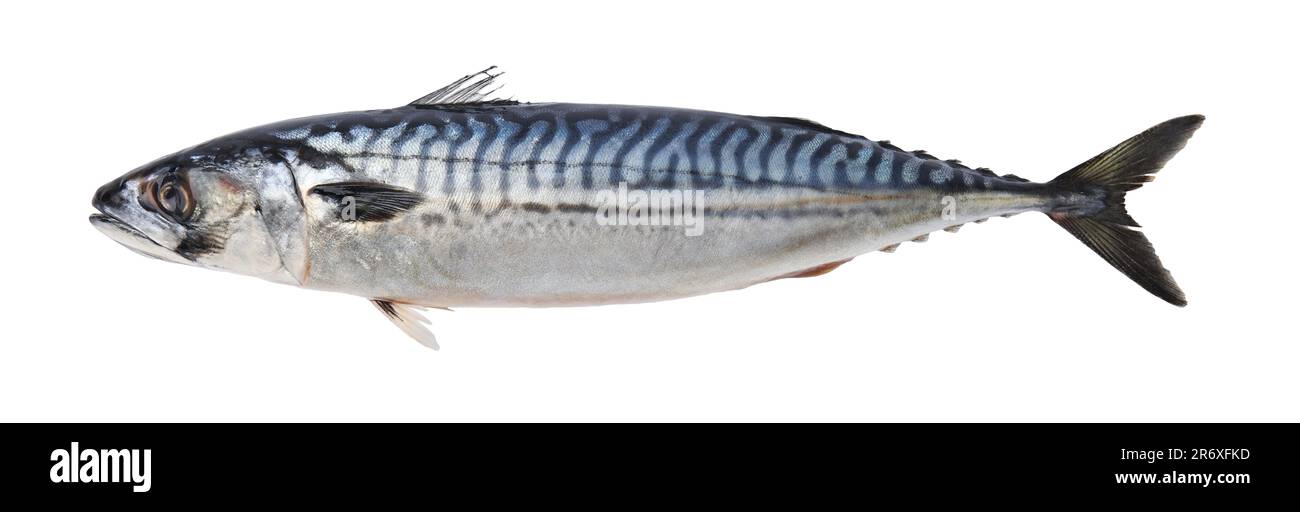 One tasty raw mackerel isolated on white Stock Photo - Alamy