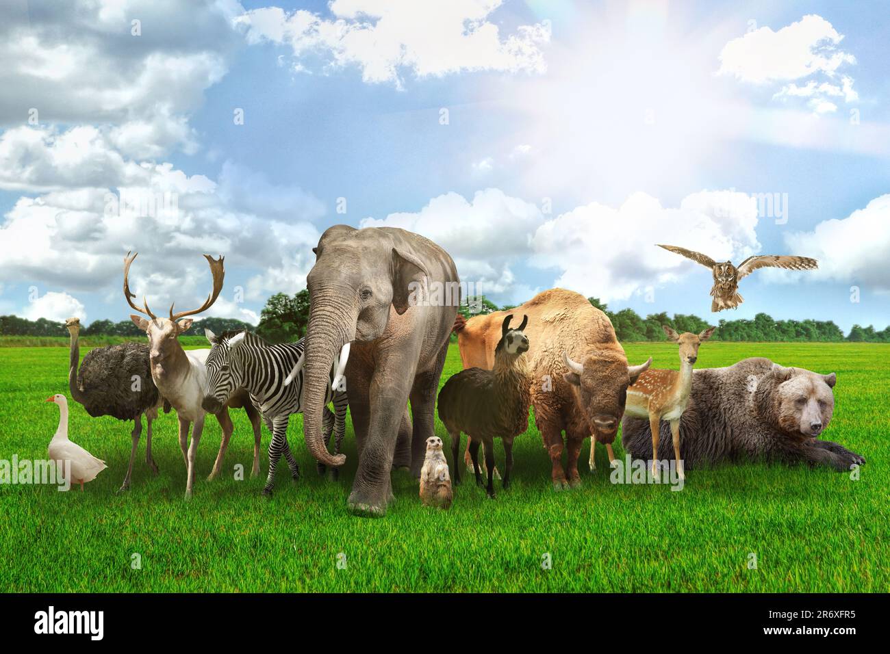 Zoo animals different species together hi-res stock photography and ...