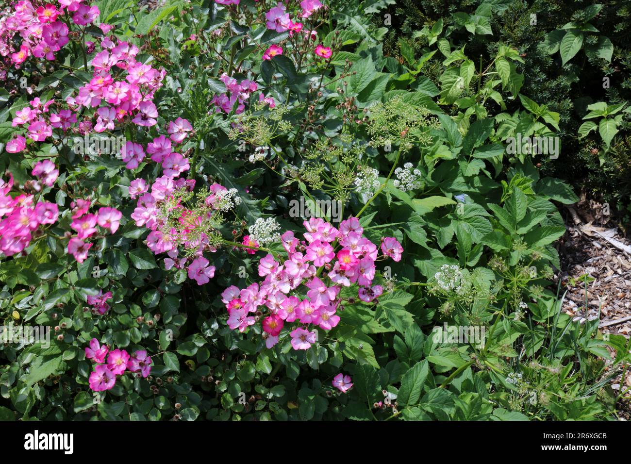 Hot pink rose flowers mixed with Queen Anne's Lace in an outdoor garden ...