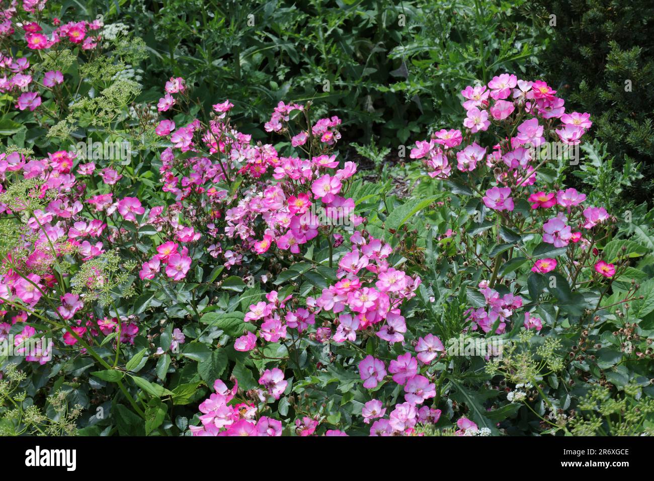 Hot pink rose flowers mixed with Queen Anne's Lace in an outdoor garden ...