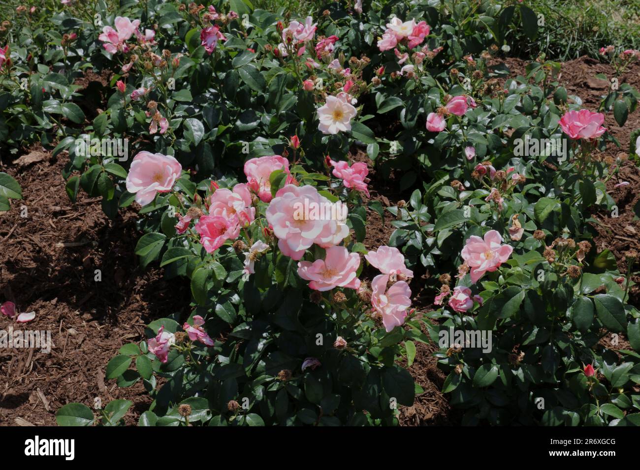 A group of rose bushes with a profusion of pink roses growing in a ...
