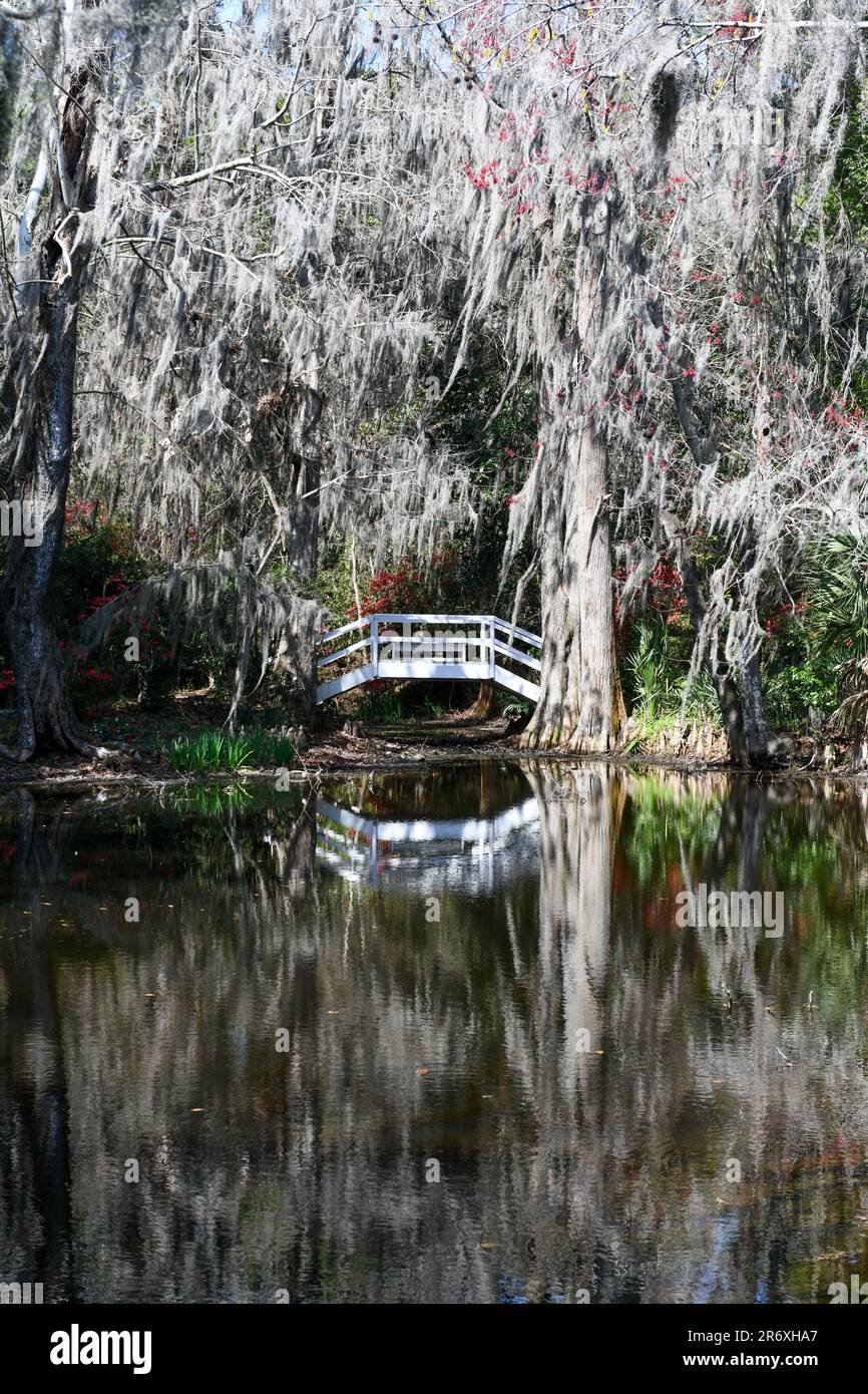 Magnolia Plantation and Garden in Charleston, South Carolina. It is one ...