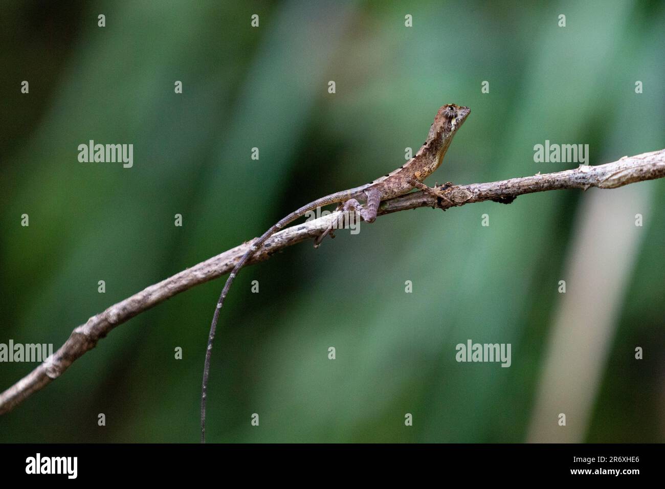 Otocryptis wiegmanni, commonly called Sri Lankan kangaroo lizard, is a ...