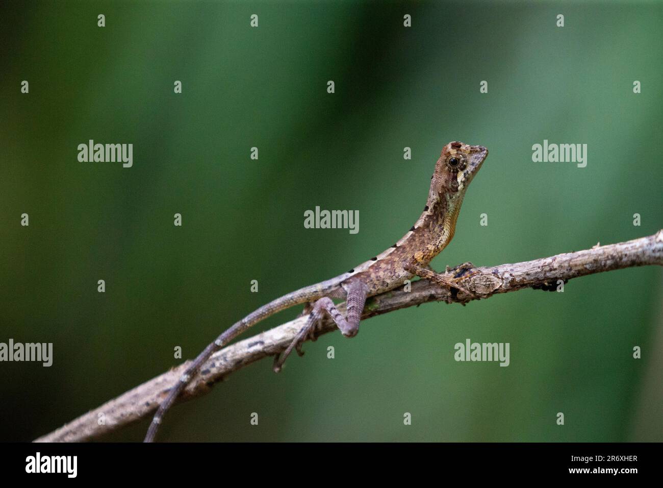 Otocryptis wiegmanni, commonly called Sri Lankan kangaroo lizard, is a ...